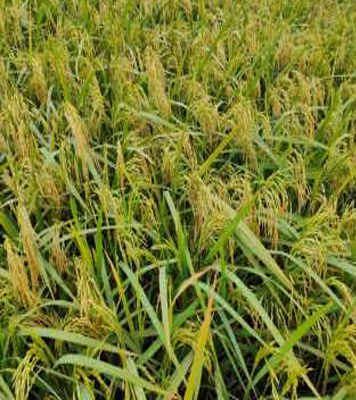 Improved & Hybrid Paddy Suppliers in Hyderabad - India | Best Varieties ...