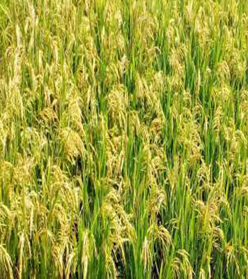 Improved & Hybrid Paddy Suppliers in Hyderabad - India | Best Varieties ...